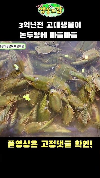 한국의 논에 대량발생한 3억년전 고생대 생물 Youtube