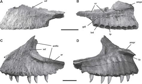 Maxillae Of Carcharodontosaurus A C Iguidensis N Sp Mnn Igu2