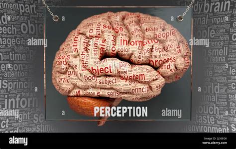 Perception In Human Brain Dozens Of Important Terms Describing