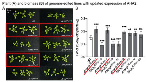 High Yielding Plants With Controlled Stomatal Opening Bionauts