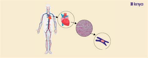 Difference Between Morphology And Anatomy Unveiling External Forms And