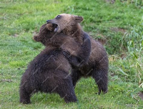 Premium Photo Two Brown Bear Cubs Playing