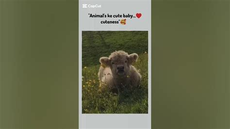 Cute Animals Shortfeed Youtube