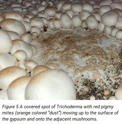 Trichoderma Green Mold