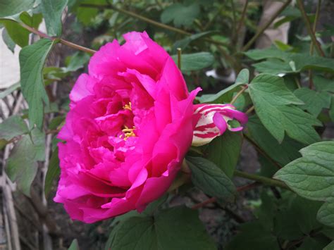 红牡丹园牡丹园第20页大山谷图库