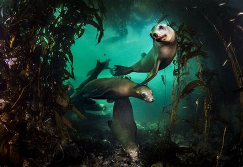 Kelp Forest Biome Plants