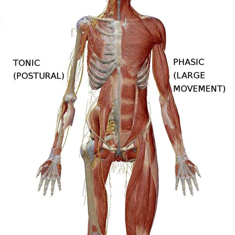 Rolfing® Posture And Tonic Function