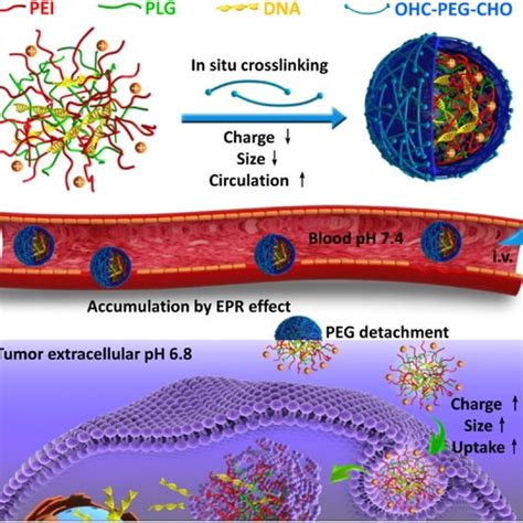 Schematic Of The Ultrasensitive Ph Triggered Chargesize Dual‐rebound Download Scientific