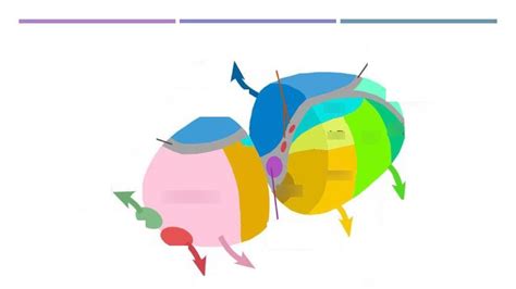 Association Nuclei Diagram Quizlet