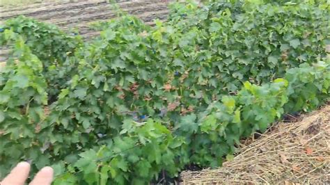 🍇 Сезон добігає кінця передостанні підсумки роботи за рік Замовлення