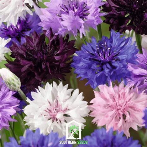 Cornflower Seeds And More Heirloom Varieties Seed Therapy Southern Seeds