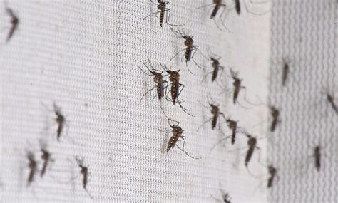 A Machine Learning Approach To Dengue Forecasting Comparing Lstm Random Forest And Lasso