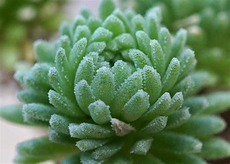 Sedum Multiceps Collective Care Guide R Succulents