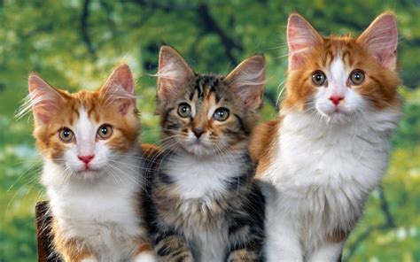 [500 ] Cute Cat Wallpapers