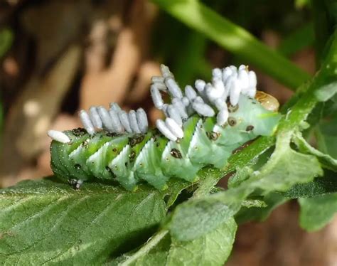 Get Rid Of Tomato Worms Effective Solutions And Pest Control Tips