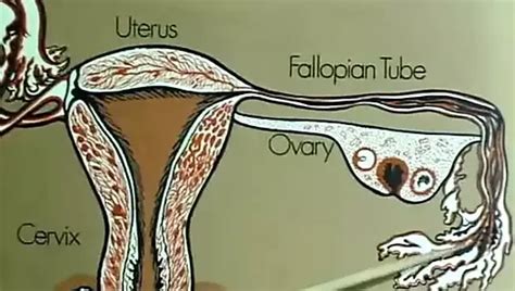 Academy Press Sex In Der Ehe 1971 Xhamster