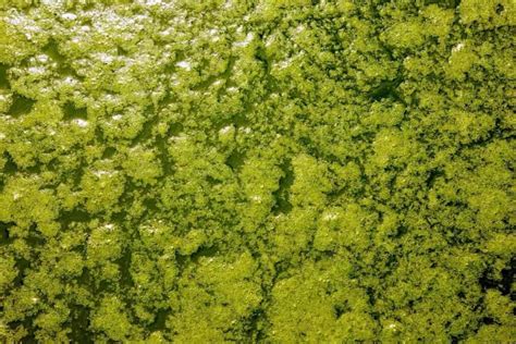 6 Sustainable Materials Made From Microalgae And Seaweed Nanalyze
