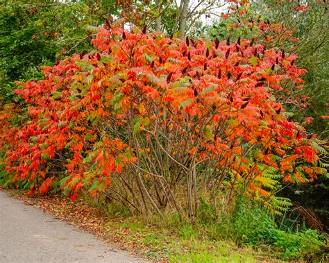 How To Grow Staghorn Sumac For Stunning Four Season Beauty Gardening