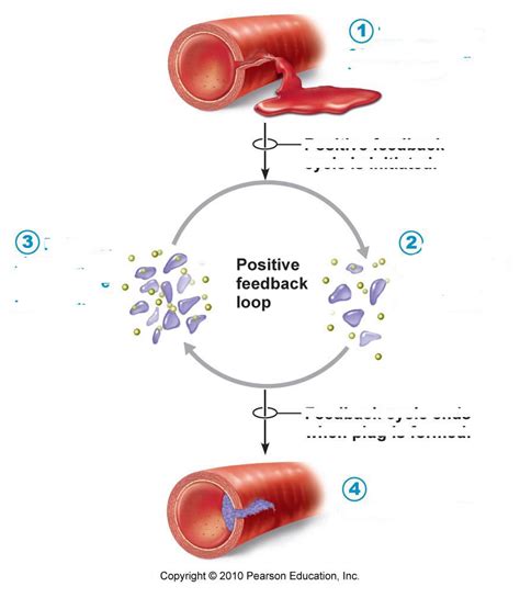 positive feedback loop diagram