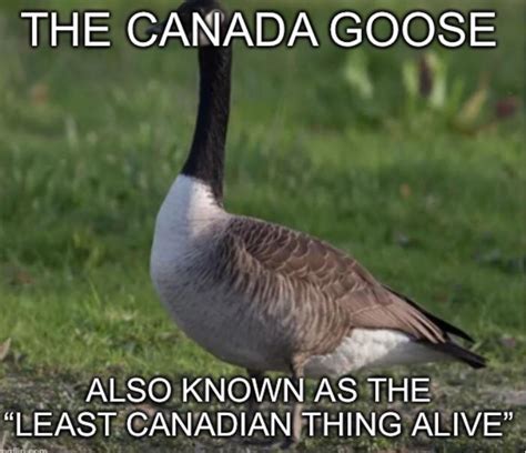Canada Geese Memes Funny Canadian Geese Moments That Will Make You