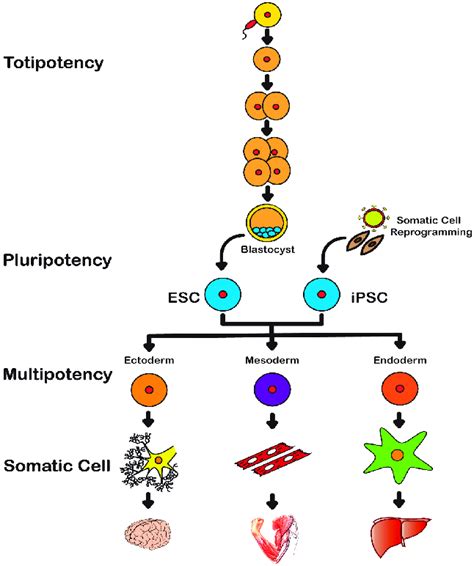 Pluripotent Vs Multipotent Stem Cells From Embryonic Origin To