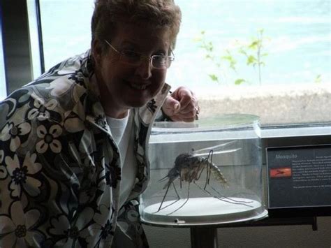 Worlds Biggest Mosquito Imgur