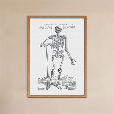 Vintage Anatomy Poster Human Skeleton Print Andreas Vesalius Etsy