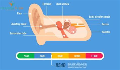 What Is The Function Of The Eardrum Learn In Simple Terms