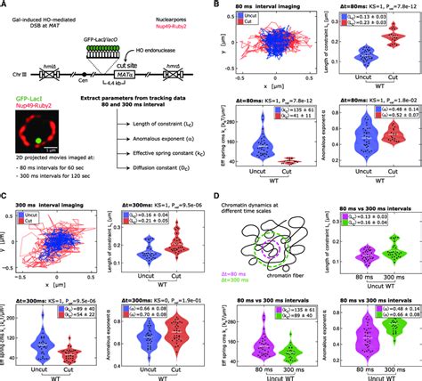 extraction of biophysical parameters of dsb dynamics using two imaging download scientific