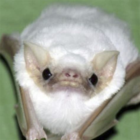 Smol White Bat Youtube