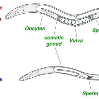 Somatic Sex Determination In C Elegans Download Scientific Diagram