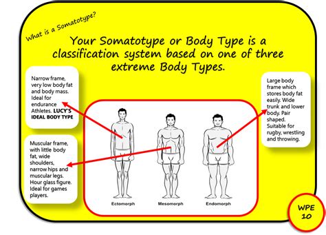 Body Composition Definition Gcse Pe At Ronald Hebert Blog