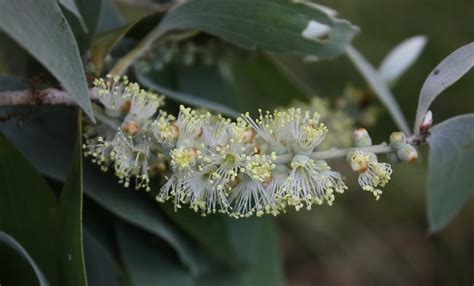 Plant Of The Month 10 2020 Melaleuca Dealbata Native Plants Queensland Townsville Branch