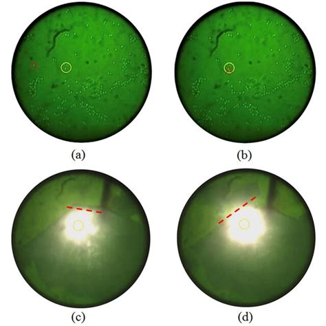 The Results Obtained From The Tweezers The Bright Spots Are The