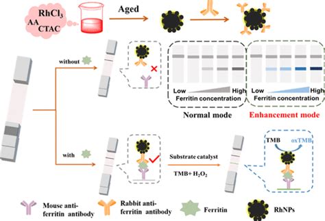 Lateral Flow Immunosensor For Ferritin Based On Dual Signal Amplified