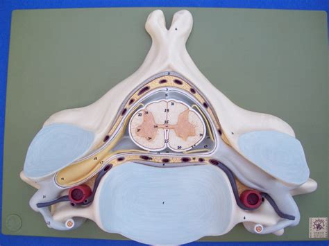 BIO Lab Spinal Cord Cross Section Diagram Quizlet BIO Lab Spinal Cord Cross Section Diagram Quizlet