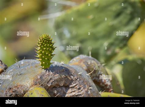 Young Cactus Paddle Just Growing Off Old Stump Funchal Madeira