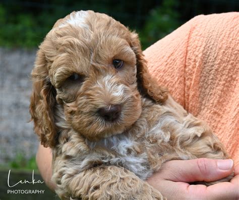 Galerija Cockapoo Slovenija