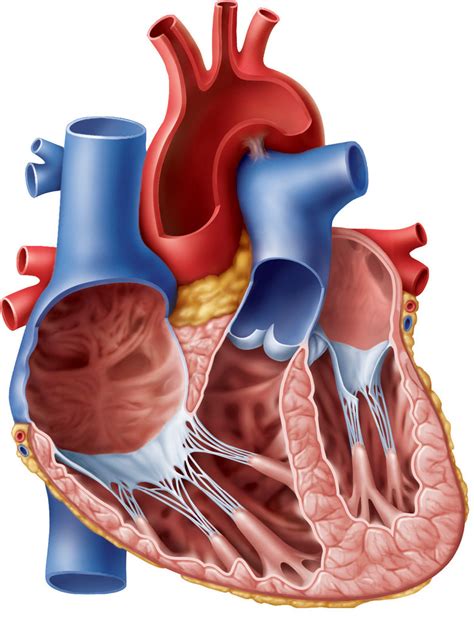 Heart Labeled Diagram Diagram Quizlet Heart Labeled Diagram Diagram Quizlet