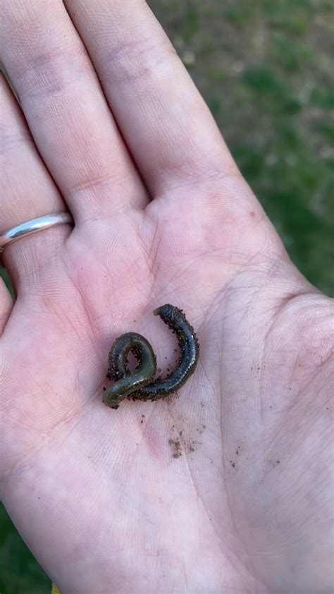 Phyllodocida From Washington On April 6 2024 At 0612 Pm By