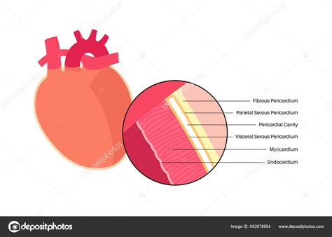 Anatomia Do Endocardio Para Pinterest Coração