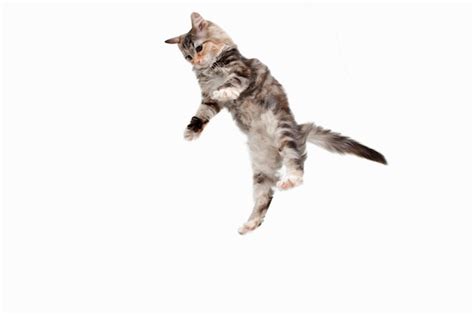 Imágenes De Gato Saltando Descarga Gratuita En Freepik