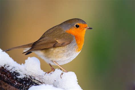 Robin Photograph By Massimo Strumia Fine Art America