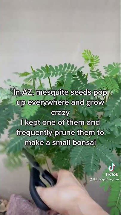 Mesquite Tree Bonsai In My Backyard Mesquite Tree Roots Are Very Long