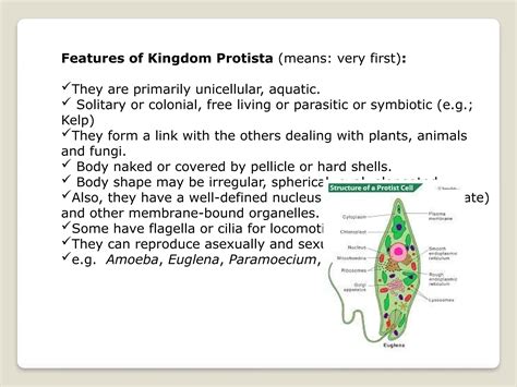 Kingdom Protista And Its Characteristicspptx