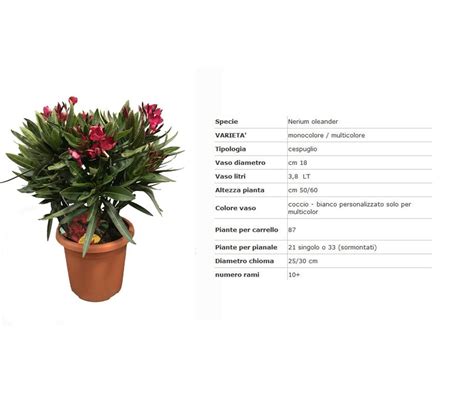 Oleandro A Cespuglio V 18