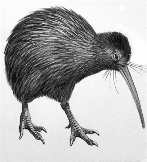 Drawing Of A Kiwi Bird Drawing Word Searches