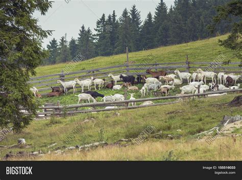 Sheepfold Sheepfold Image And Photo Free Trial Bigstock