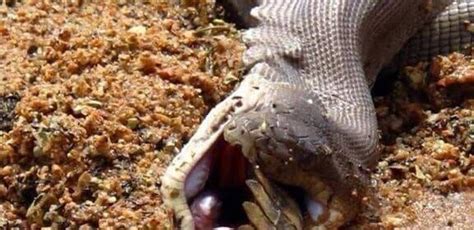 Grisly Photos Show An Olive Python Swallowing A Crocodile Whole In One