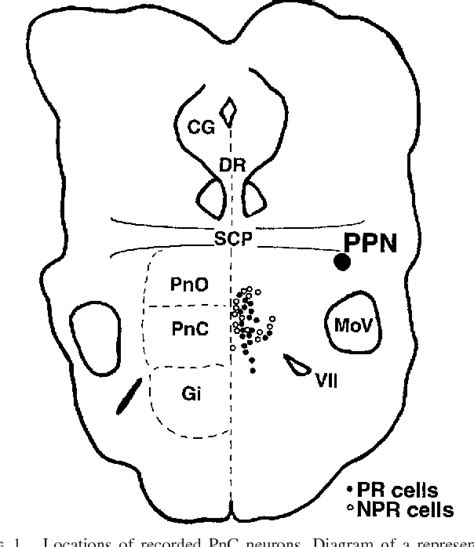 Figure 1 From Effects Of Pedunculopontine Nucleus Ppn Stimulation On